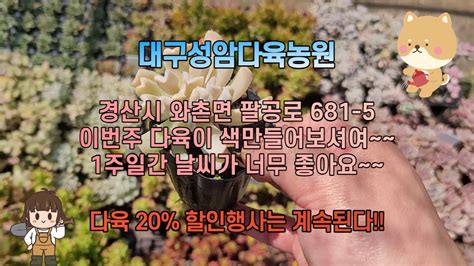 대구성암다육농원 이번주 다육이 색만들어보셔여~~ 1주일간 날씨가 너무 좋아요~~~ Youtube