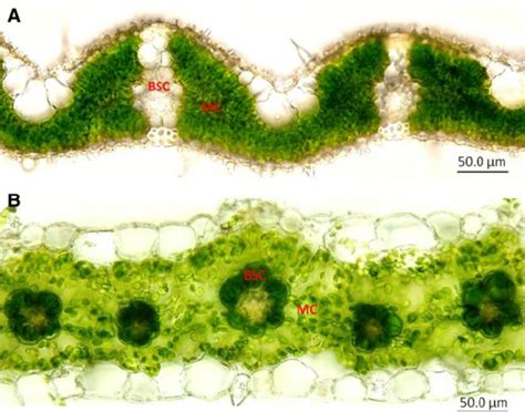 Difference Between C3 And C4 Plants