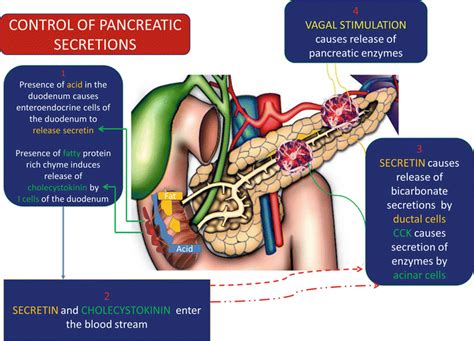 Pancreatic Juices Aka Enzyme