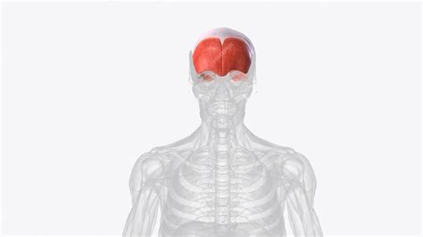 Premium Photo The Occipitofrontalis Muscle Epicranius Muscle Is A Muscle Which Covers Parts Of