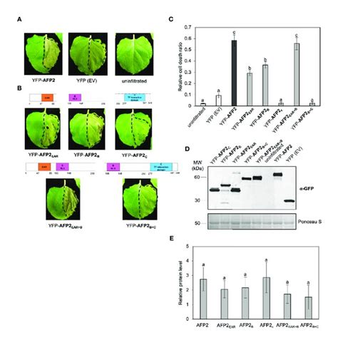 Subcellular Localization Of Afp2 Truncations In N Benthamiana