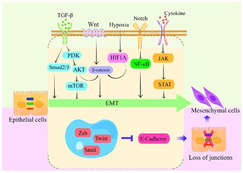 Key Pathways Regulating Emt Tfs During Emt Development In Crc Download Scientific Diagram