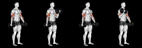 Alternating Dumbbell Curl Guide Muscles Worked Tips Athlemove