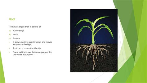 SOLUTION Root Morphology Studypool