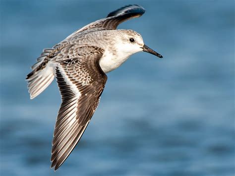 Sanderling Birdfact