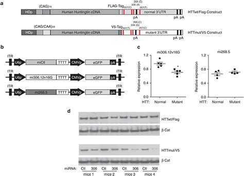 Assessing Allele Specific Silencing In Vivo In Huntingtin Htt Double