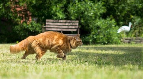 Pack Hunting Cats At Sammy Parra Blog