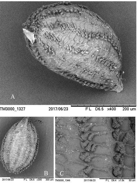 Scanning Electron Micrographs Of Eriocaulon Govindiana Seed A And B