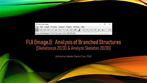 Fiji Imagej Analysis Of Branched Structures Skeletonize 2d3d