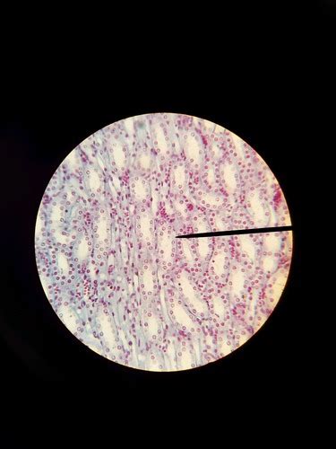 Tissues Flashcards Quizlet