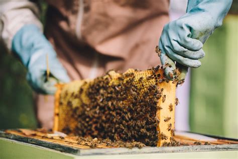 Jpms Partners With Bees For Development To Empower Global Communities Beauty Launchpad