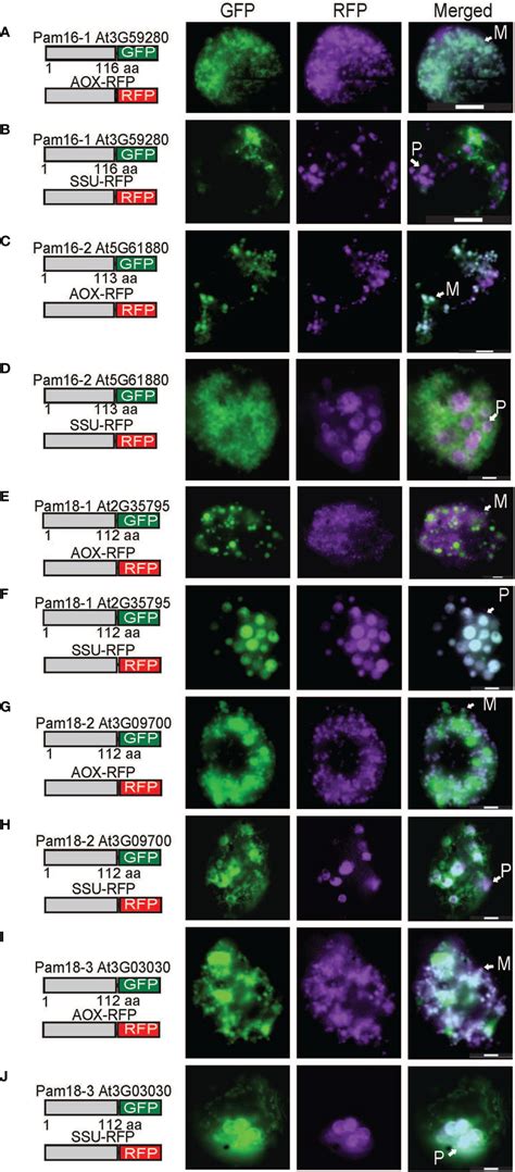 Frontiers Presequence Translocase Associated Motor Subunits Of The