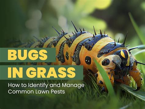 Bugs In Grass How To Identify And Manage Lawn Pests