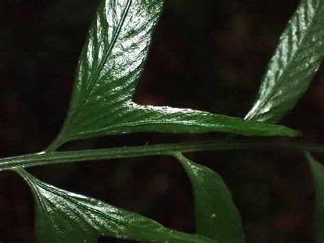 Asplenium Polyodon Aspleniaceae