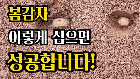 텃밭에 봄감자 안전하게 심을려면감자심는시기감자심는방법봄감자파종시기감자파종시기씨감자소독씨감자필요량감자심기시기감자심는시기날짜중부지방감자파종시기