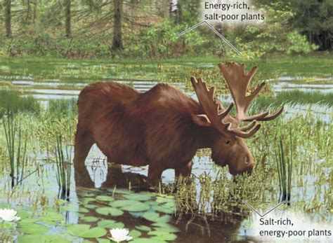 Linearprogramminghtml 1012 Foragingconstraints