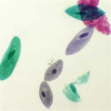 Cole Parmer® Prepared Microscope Slides Protozoa And Algae From Cole