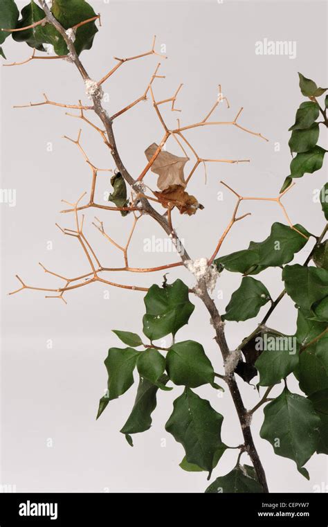 Glasshouse Mealybugs Pseudococcus Viburni On Conservatory