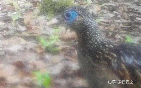 云南德宏发现一级保护动物白尾梢虹雉蓝脸身披彩虹它有多美 知乎