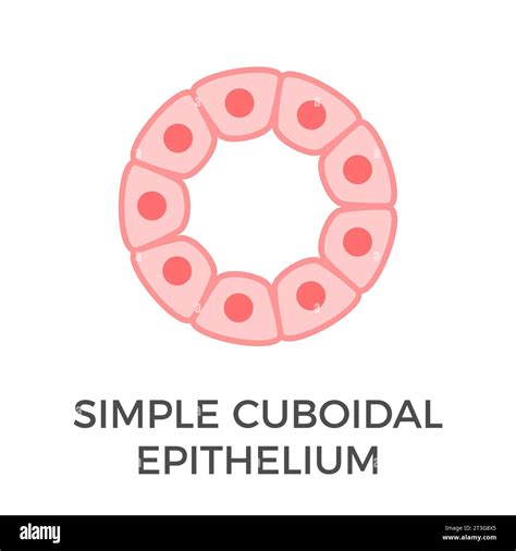 Simple Cuboidal Epithelium Diagram