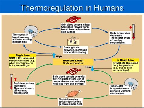 Ppt Chapter 44 Maintaining A Constant Internal Environment
