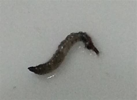 방제시 발견된 나방파리 애벌레 구더기 네이버 블로그