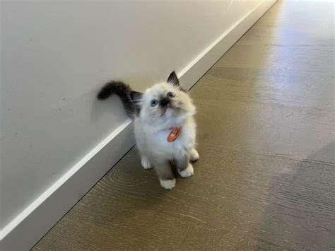 Ragdoll Gingili Ragdoll Petsforhomes