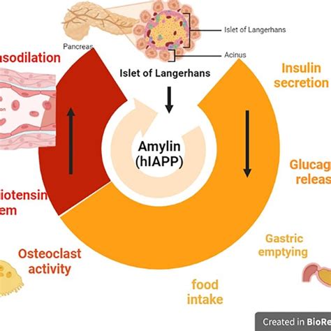 Human Islet Amyloid Polypeptide Hiapp And Type 2 Diabetes Mellitus
