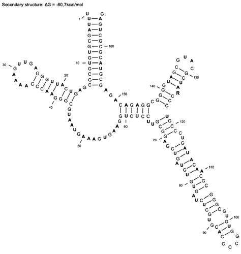The General Secondary Structure Of The D3 Segment Of 28s Rrna Gene Of