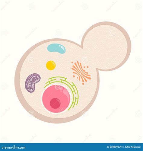 Budding Yeast Vector Illustration Graphic Template With Basic Budding Yeast Vector Illustration Graphic Template With Basic