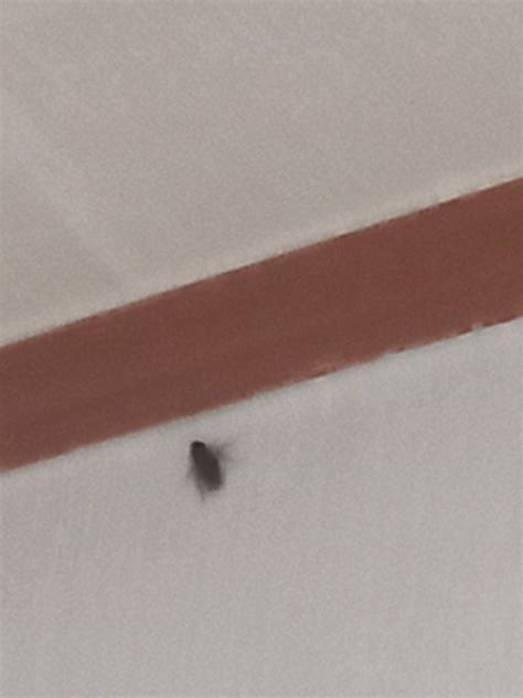 집에 바퀴벌레 같이 생긴 벌레가 있는데 지식in