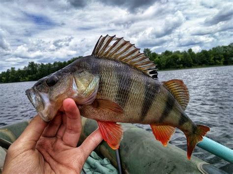 Окунь - красивые картинки (93+ фото) • Позитивные картинки
