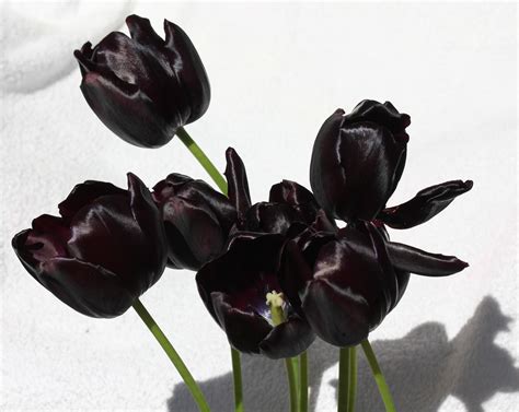 Black Tulips