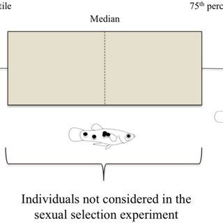 Photographs Of Nonmelanistic Top And Melanistic Morphs Bottom Download Scientific Diagram