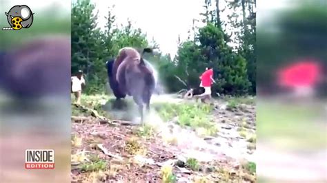 گاومیش، دختر۹ساله را به هوا فرستاد فیلو