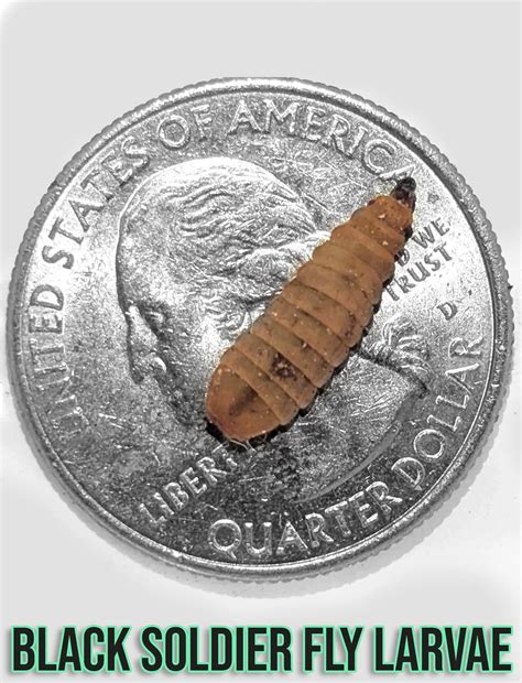 Buy Live Black Soldier Fly Larvae Feeders — Juices Arthropods