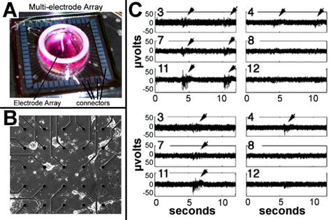 Multi Electrode Arrays Panel A Representative Image Of Cortical Download Scientific Diagram