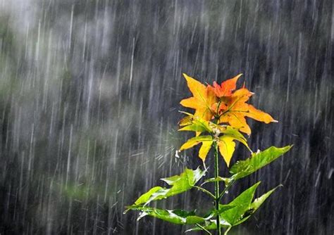 왕태석의 빛으로 쓴 편지 폭우 속에도물들어가는 가을 단풍 네이트 뉴스