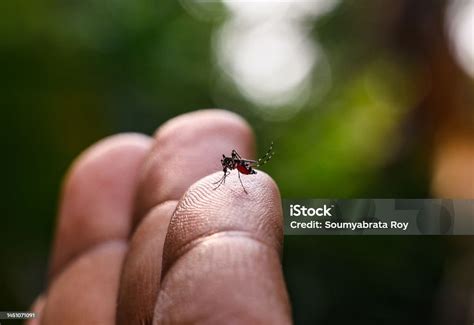 Aedes Albopictus 호랑이 모기로도 알려져 있습니다 황열병 바이러스 뎅기열 치쿤구냐 열 지카 바이러스의 벡터 가족에 대한 스톡 사진 및 기타 이미지 Istock