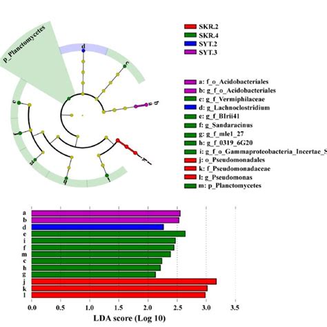 Lefse Analysis Identified The Taxa With Significantly Different