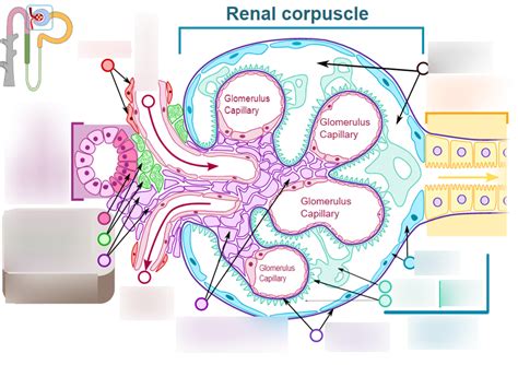 Diagram Of Renal Corpuscle Detailed Quizlet
