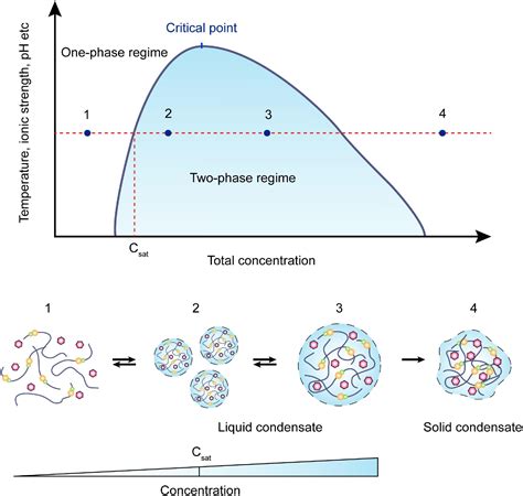Liquid Liquid Phase Separation In Physiology And 49 Off
