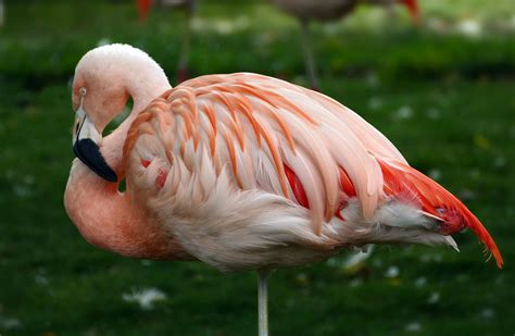 Chilean Flamingo Phoenicopterus Chilensis The Chilean Fl Flickr