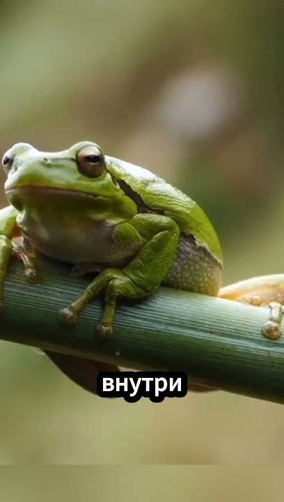 Лягушка которая рожает через рот 😮 Youtube