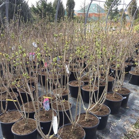 Сирень Красавица Москвы в Саду Центр: Потрясающие Садовые Идеи