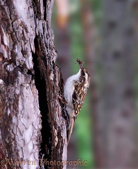 Treecreeper Photo WP06779