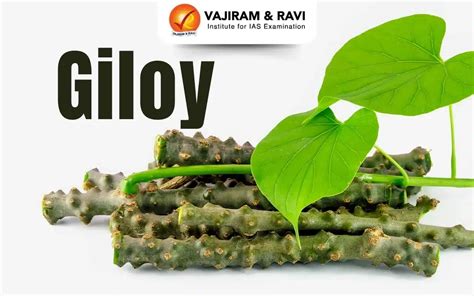 Giloy Uses Distribution