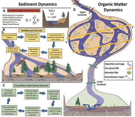 conceptual figure of sediment dynamics in a confined b download scientific diagram