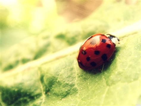 1920x1440 Resolution Ladybug Leaf Surface 1920x1440 Resolution Wallpaper Wallpapers Den