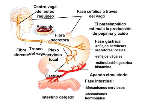 Sistema Digestivo Secreciones Buco Gastrointestinales